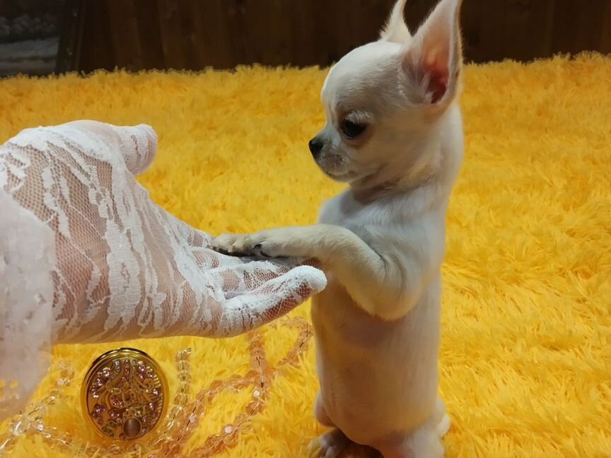 Чихуахуаминиляля