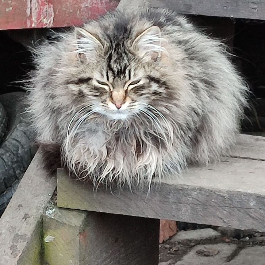 Кот молоденький с дачи нужна передержка