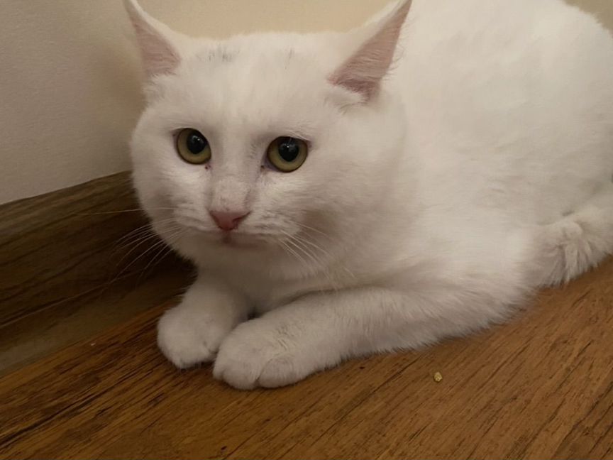 Турецкая ангора