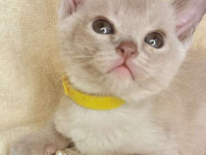 Бурманская Лиловая куколка ждёт тебя