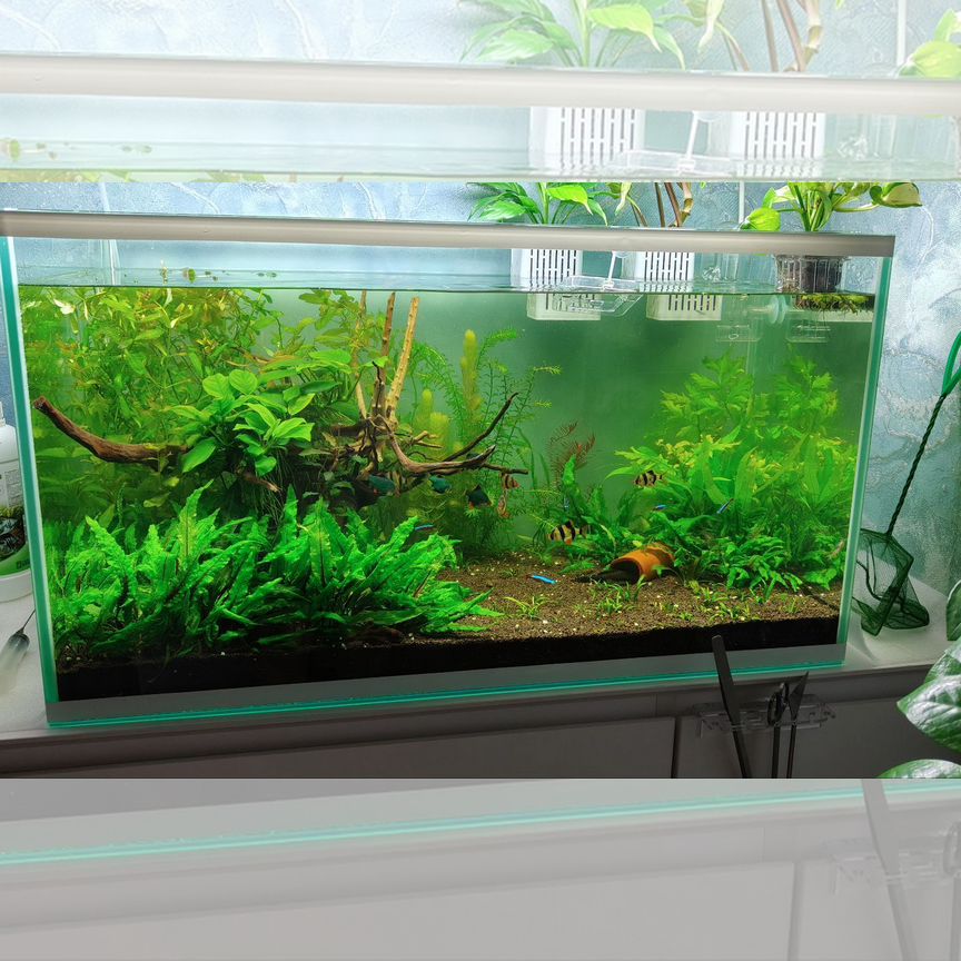 Аквариумные растения (маленький набор)