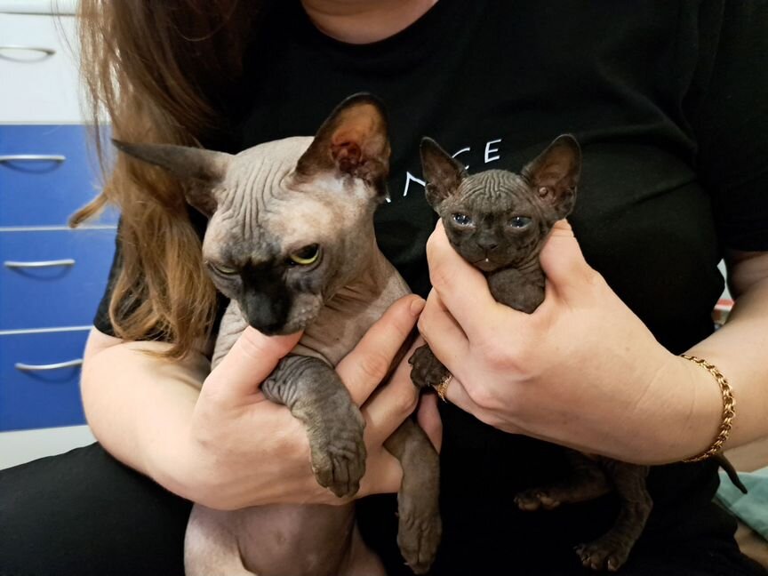 Канадский сфинкс котенок