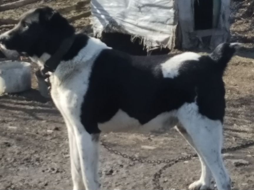 Алабай вязка