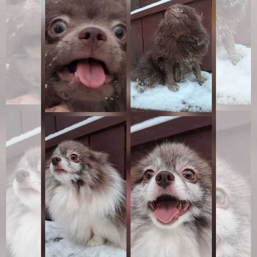 Немецкий шпиц, взрослая собака