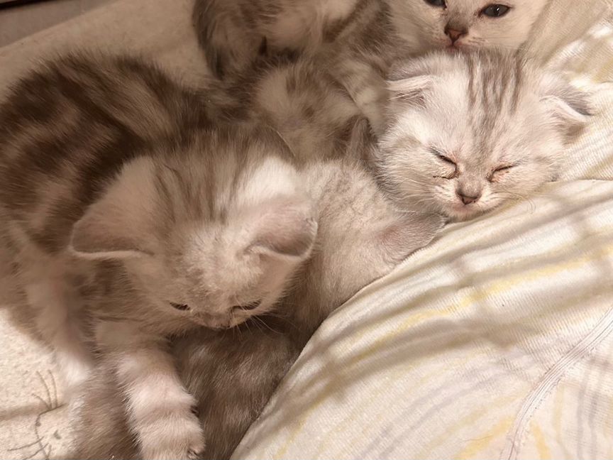 Шотландские котята