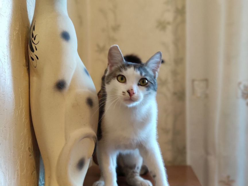 Котики бесплатно в добрые руки