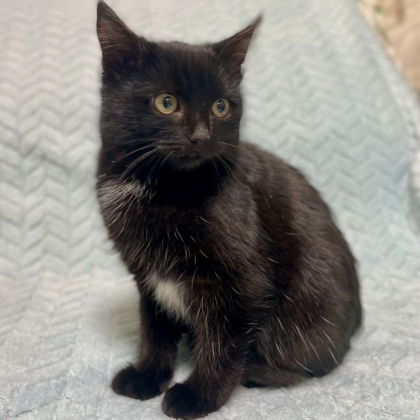 Черная кошечка (котенок 3 месяца)