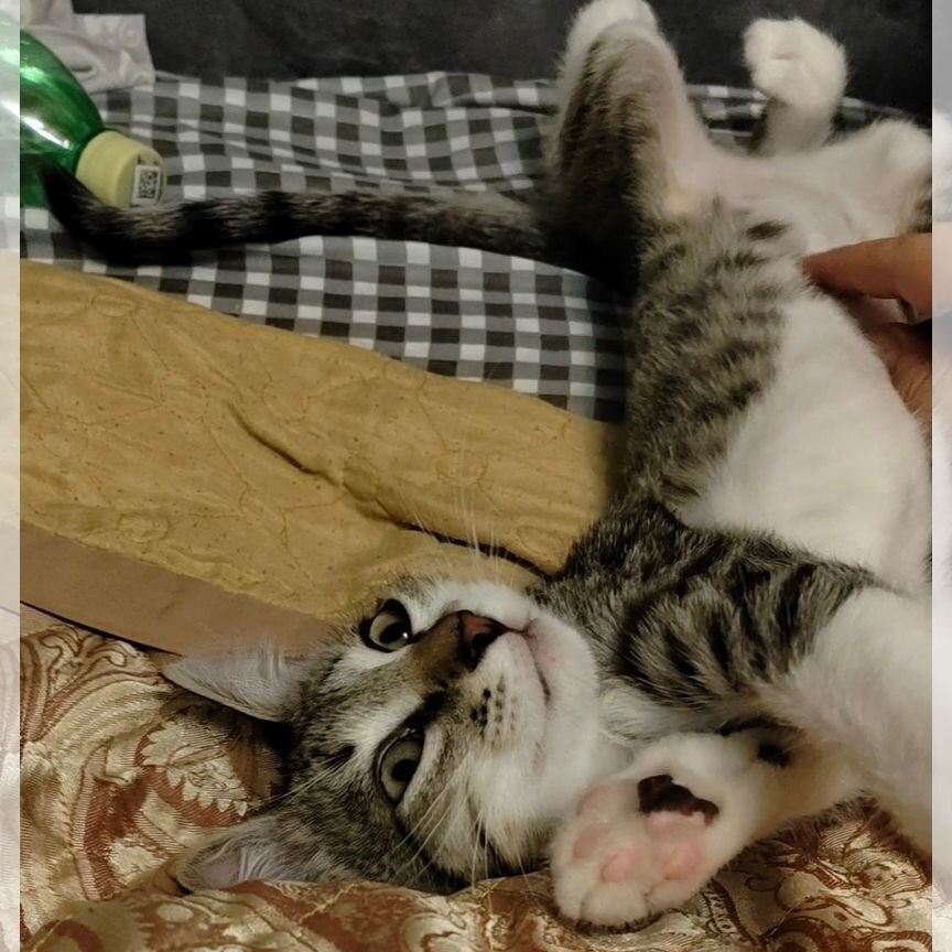 Котёнок в дар в Москве