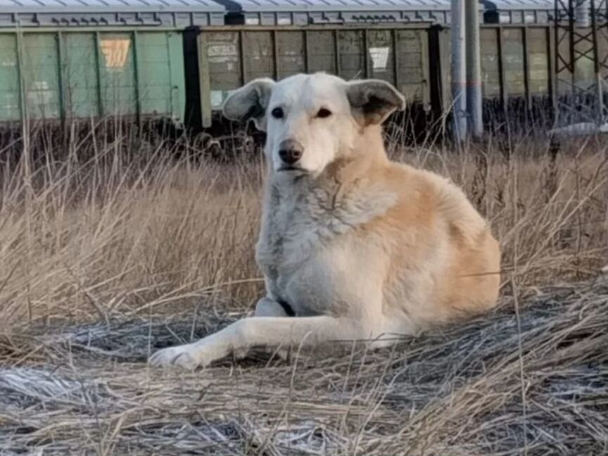Собака с веснушками. Нежная