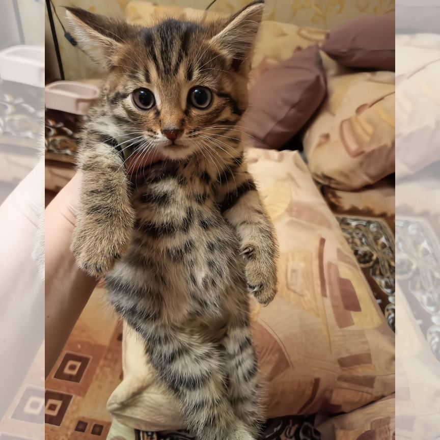 Котёнок от частного владельца