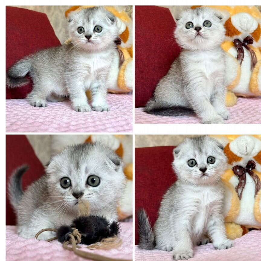 Шотландские вислоухие котята