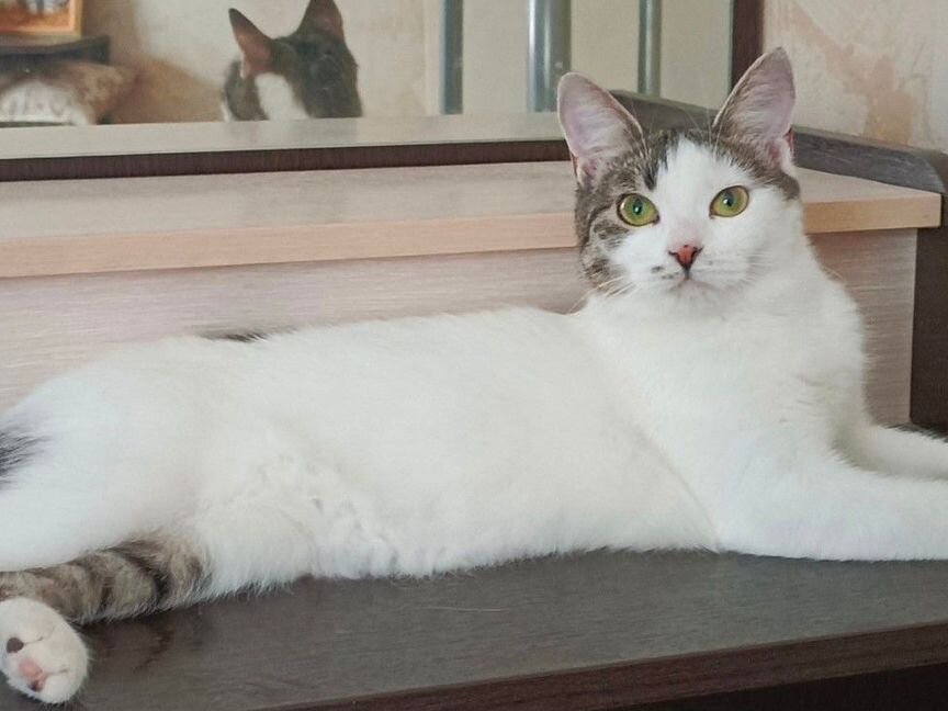 Кошка Машуня в ответственную семью