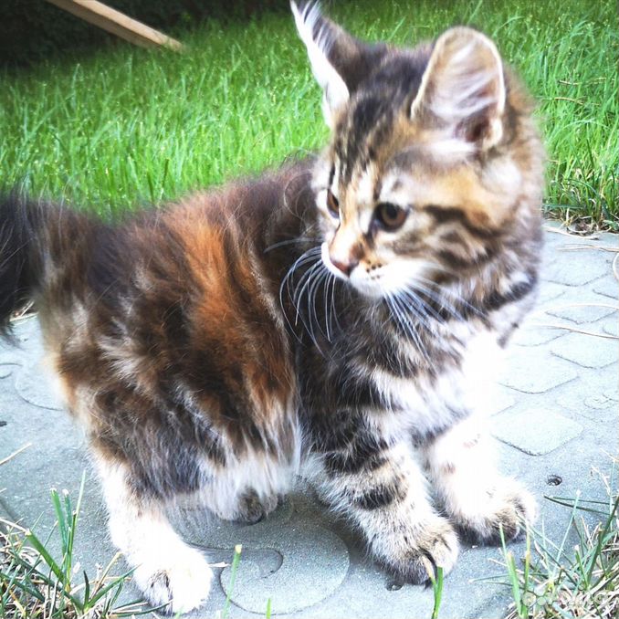 Кошечка курбобик