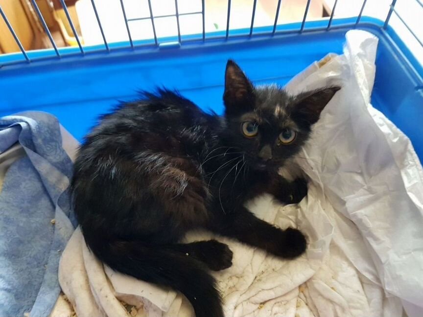 Кошечка 3.5 мес в приюте в клетке