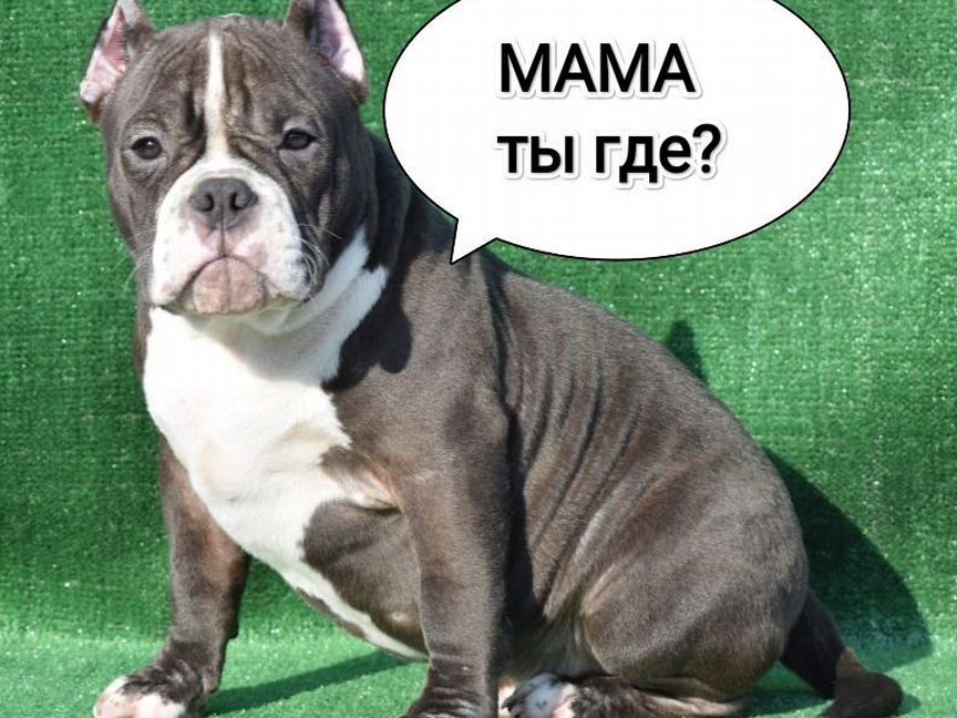 Американский Булли экзот