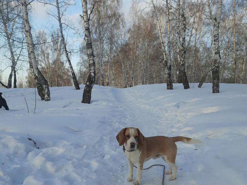 Вязка кобель бигль