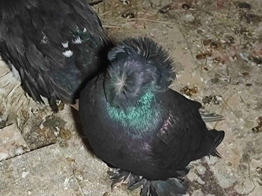 Голуби бухарские