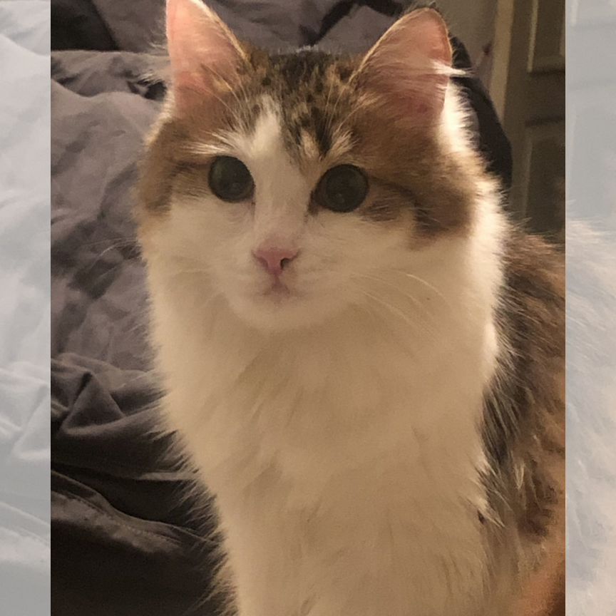 Взрослая, Девочка кошка в добрые руки