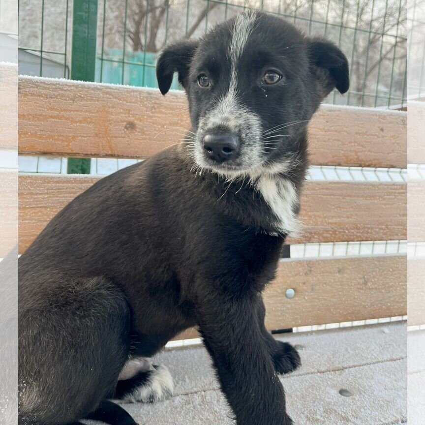 Щенок бесплатно