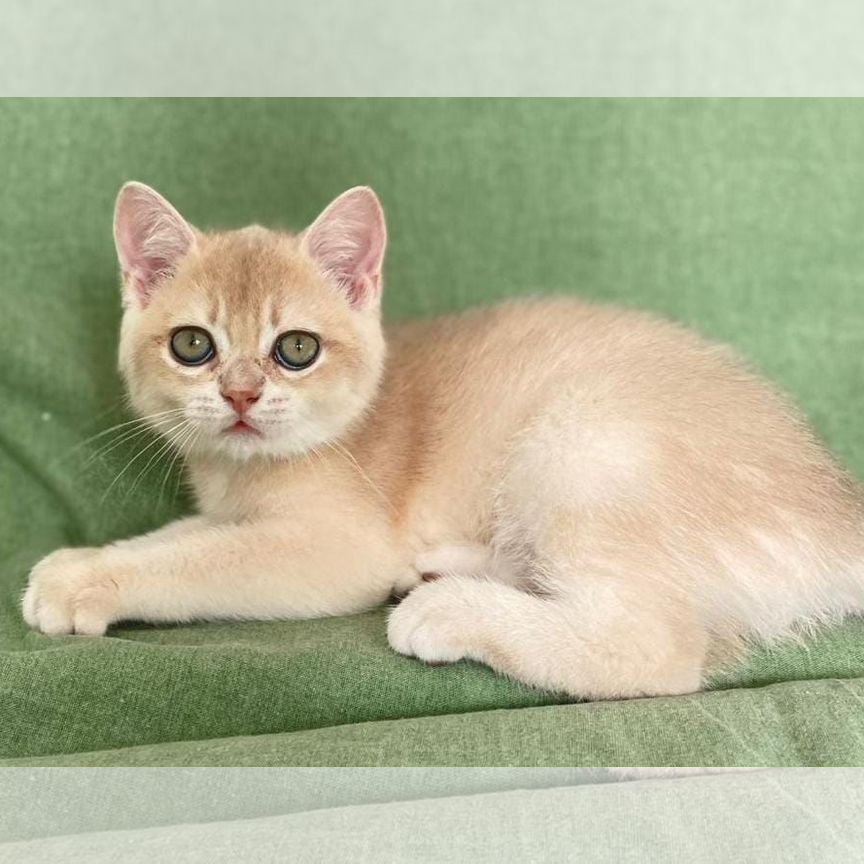 Британские котята ау12