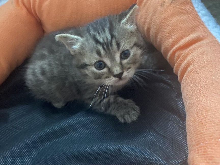 Котенок бесплатно