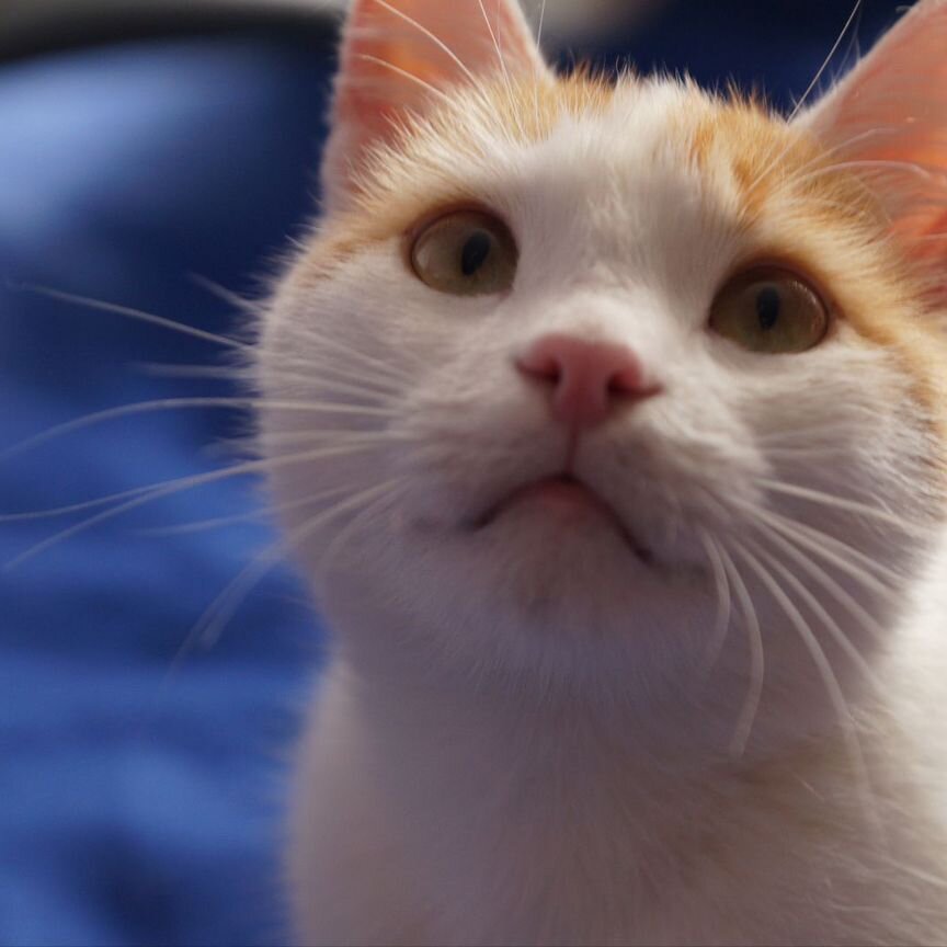 Котоподросток ищет дом