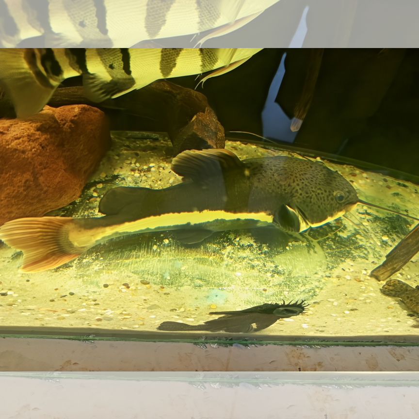 Краснохвостый сом. фрактоцефалус