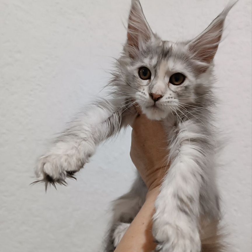 Котята мейн-кун