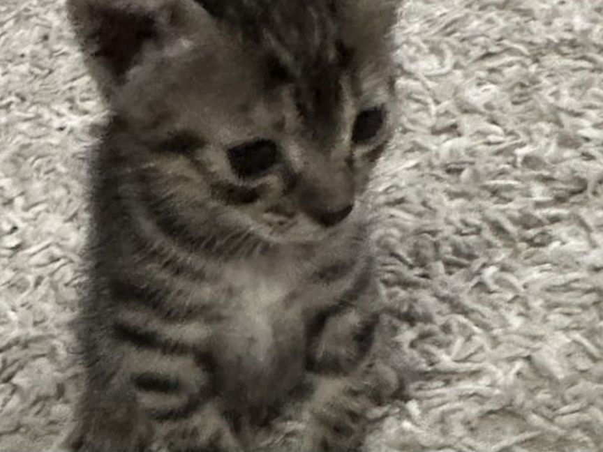 Кошка в дар