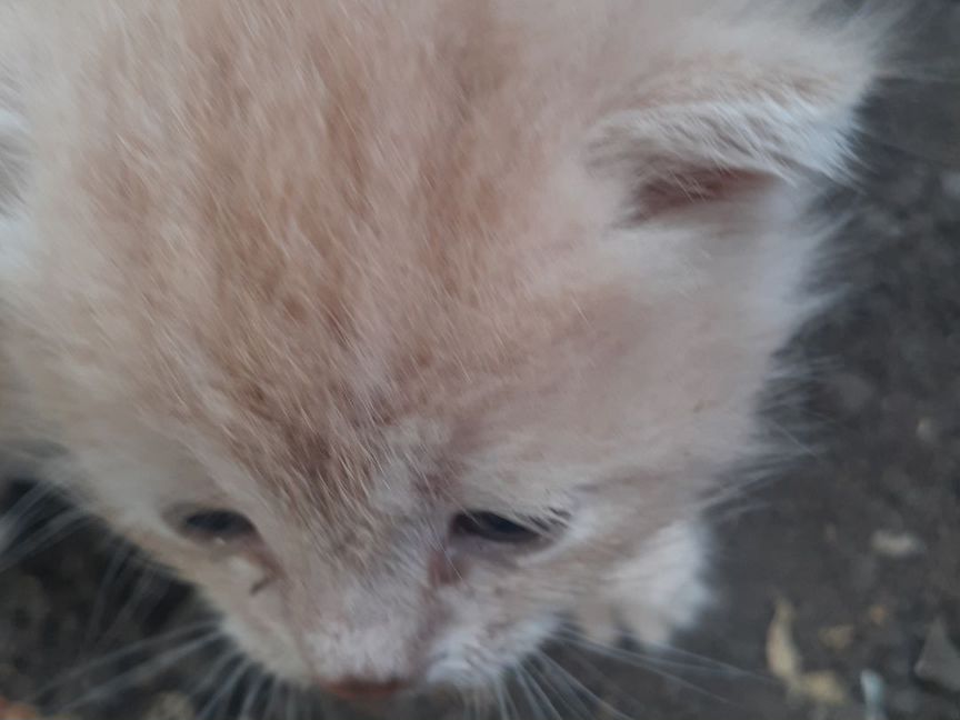 Котята отдам бесплатно