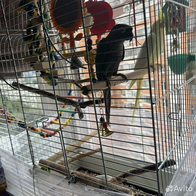 Попугай перрура