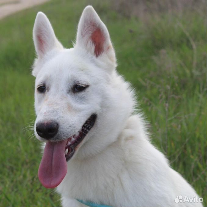 Швейцарская овчарка метис