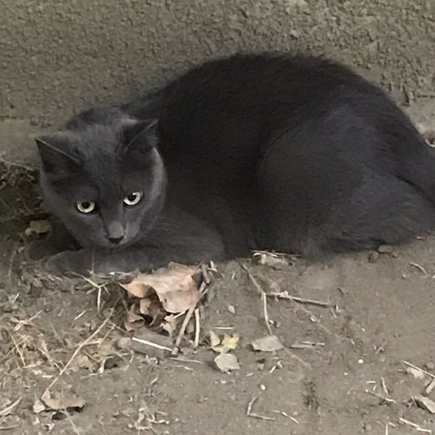 Найден котик