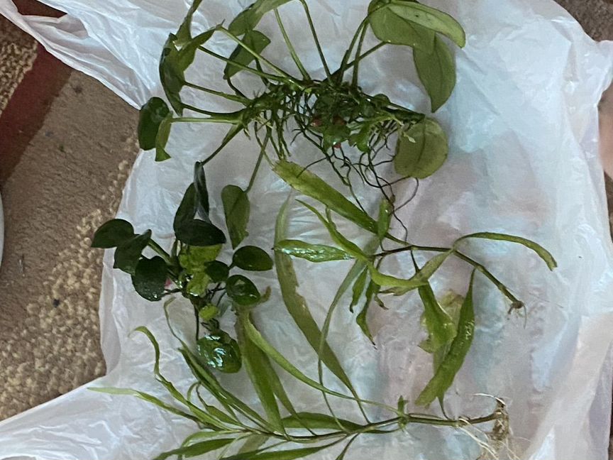 Лимонник и анубиас