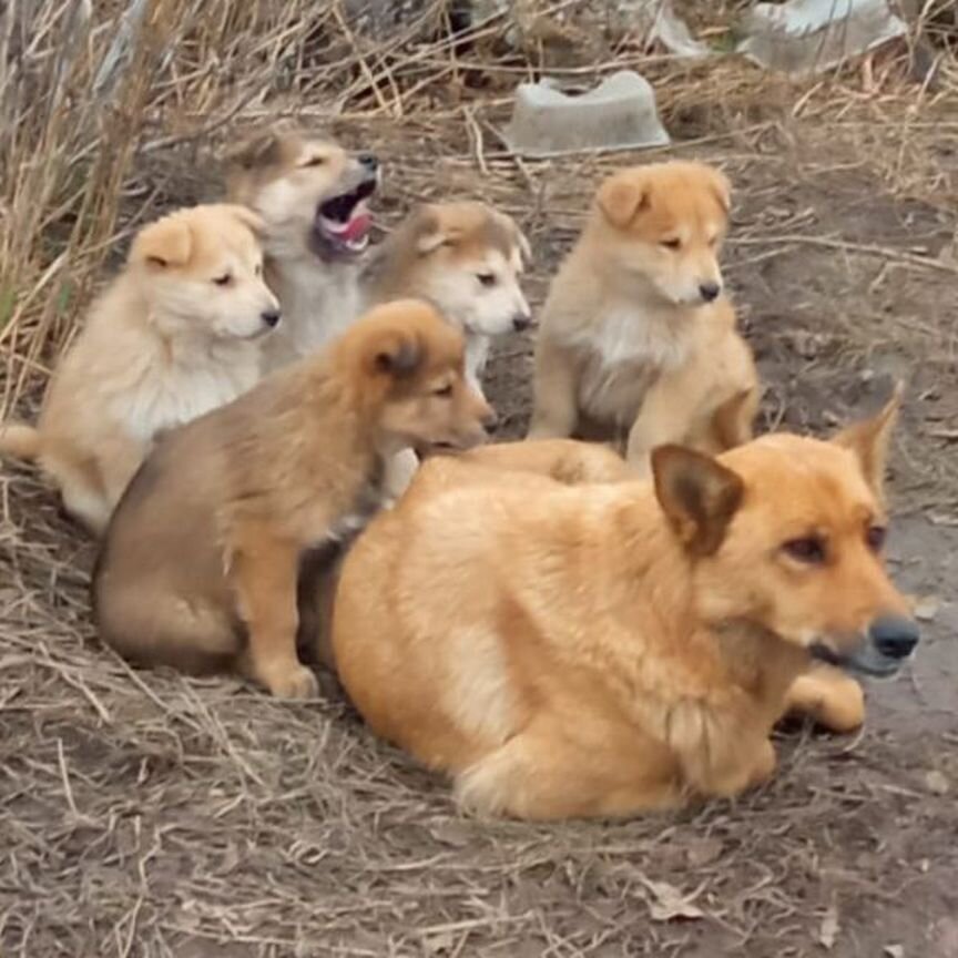 Щенок в добрые руки