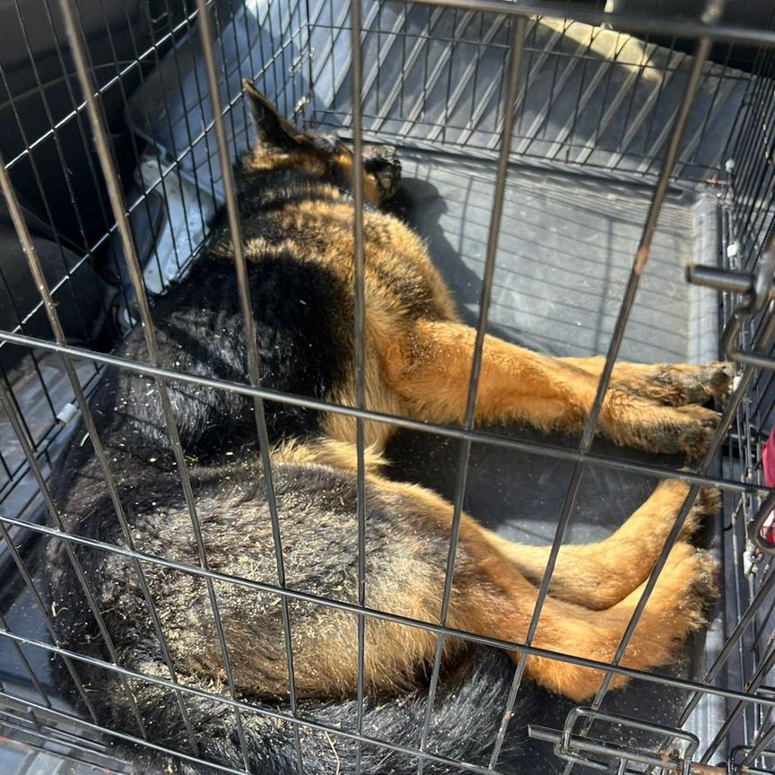 Арчи хотели провести эвтаназию