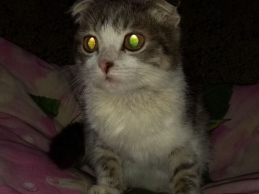 Вислоухий котенок