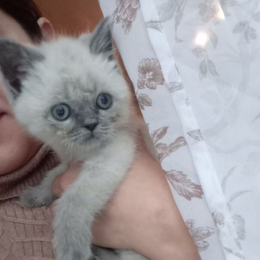 Котенок перс