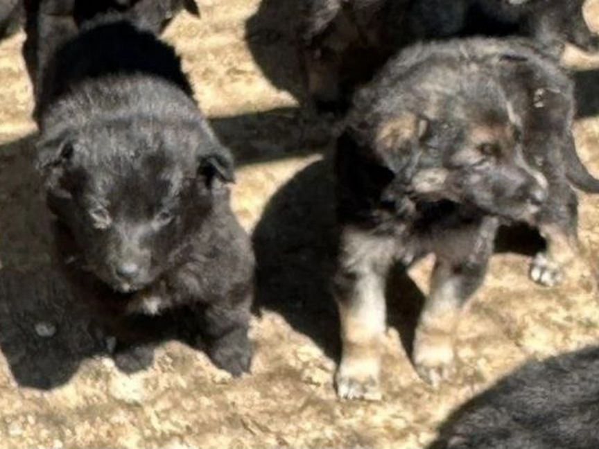 Щенки 1,5 мес.в добрые руки