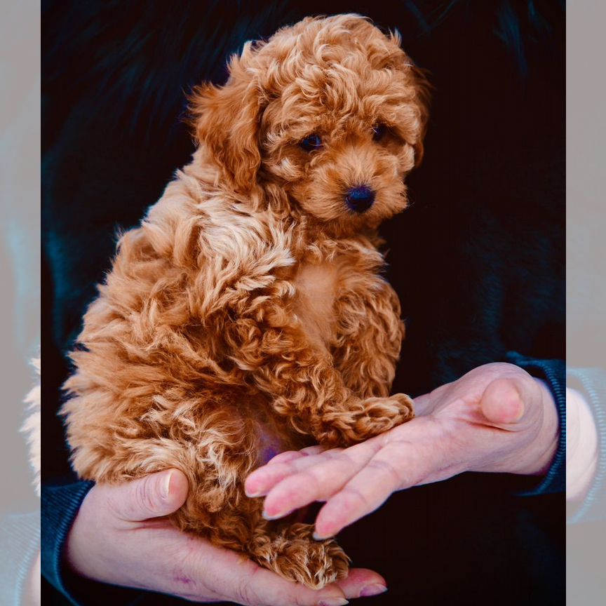 Той-пудель, щенок