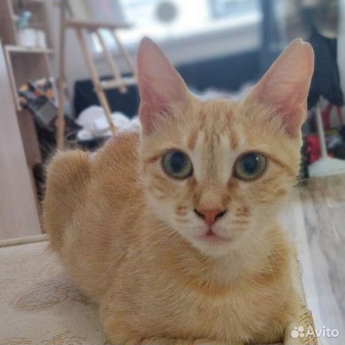 Взрослая кошечка рыжая в добрые руки