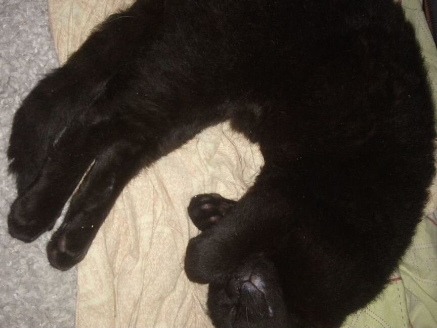 Сфинкс браш