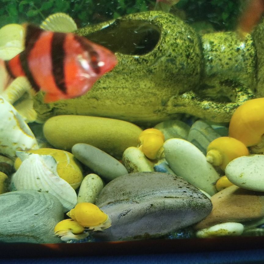 Улитки аквариумные ампулярии