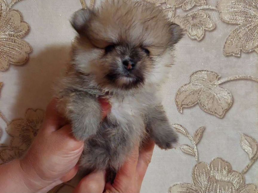 Шпиц микро мальчик шоу класса С Р О Ч но