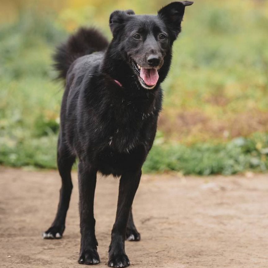 Взрослая собака в добрые руки