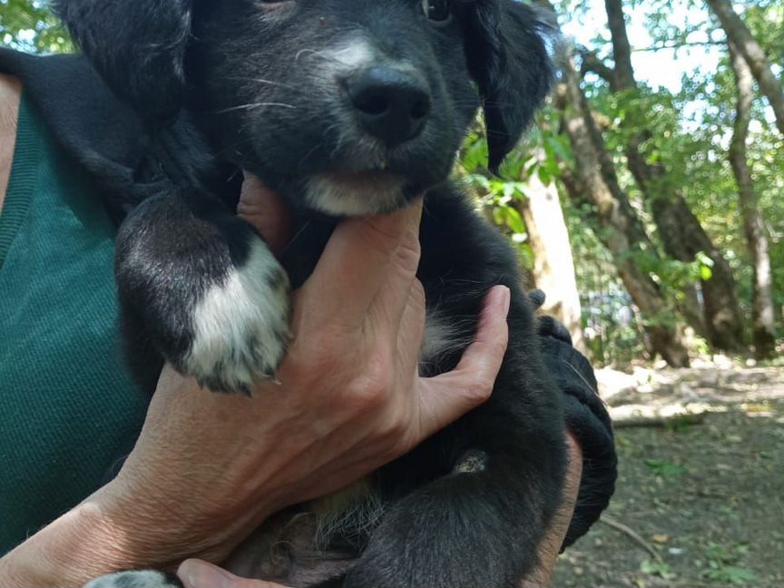 Отдам в добрые руки