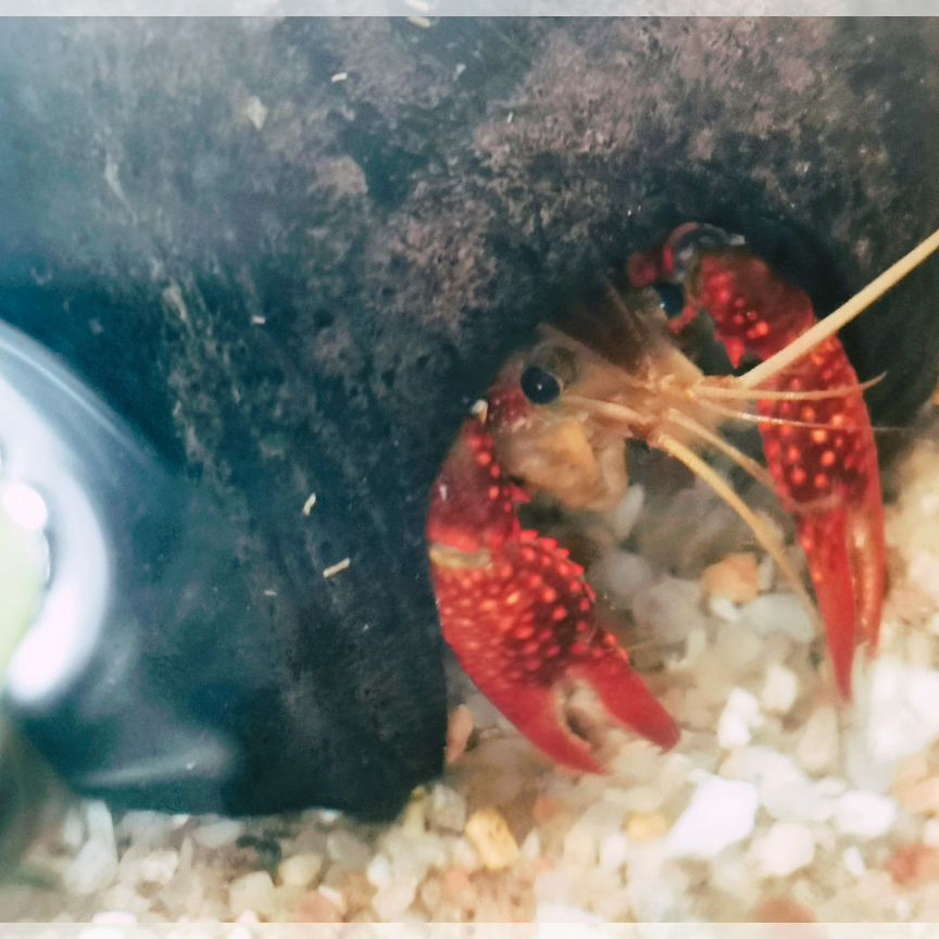 Рак Флоридский (Калифорнийский)