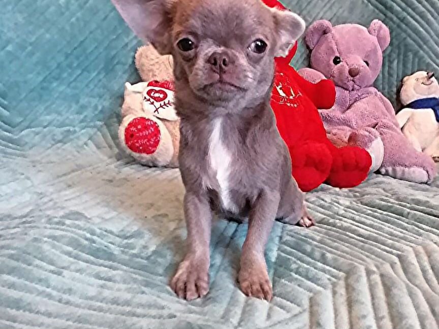 Лиловый курносик мальчик