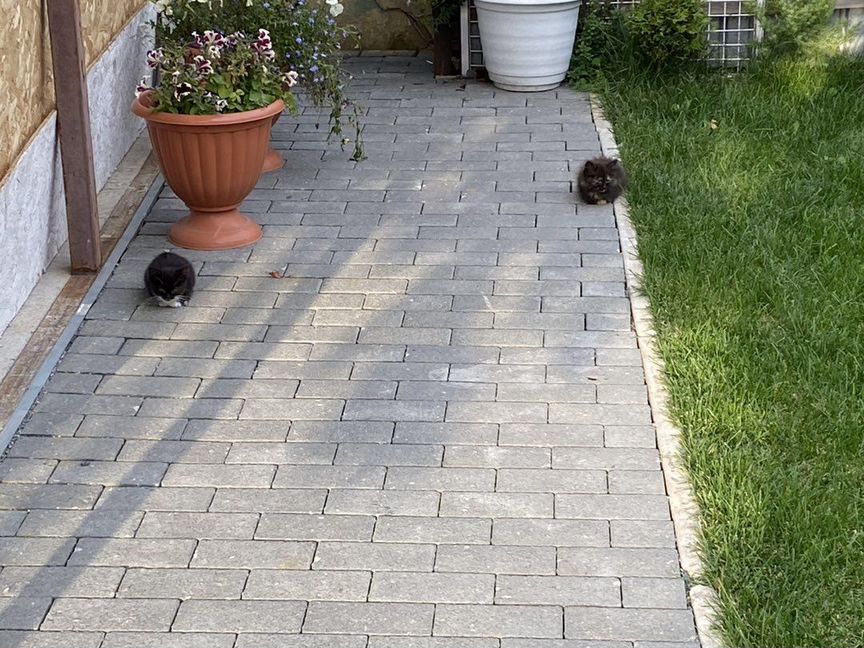 Котята в добрые руки