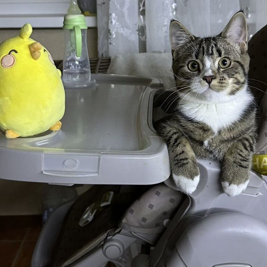 Котёнок в добрые руки